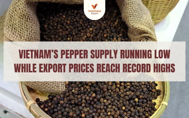 Vietnam’s Pepper Supply Running Low While Export Prices Reach Record ...