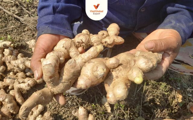 Discovering Vietnam's Ginger Growing Regions - VietGlobal Export
