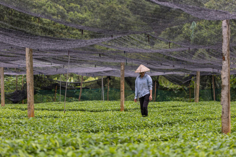 Home - VietGlobal Export
