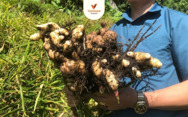 Discovering Vietnam's Ginger Growing Regions - VietGlobal Export