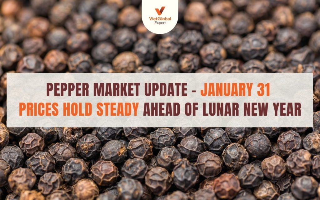 Vietnam Pepper Market Update – January 31: Prices Hold Steady
